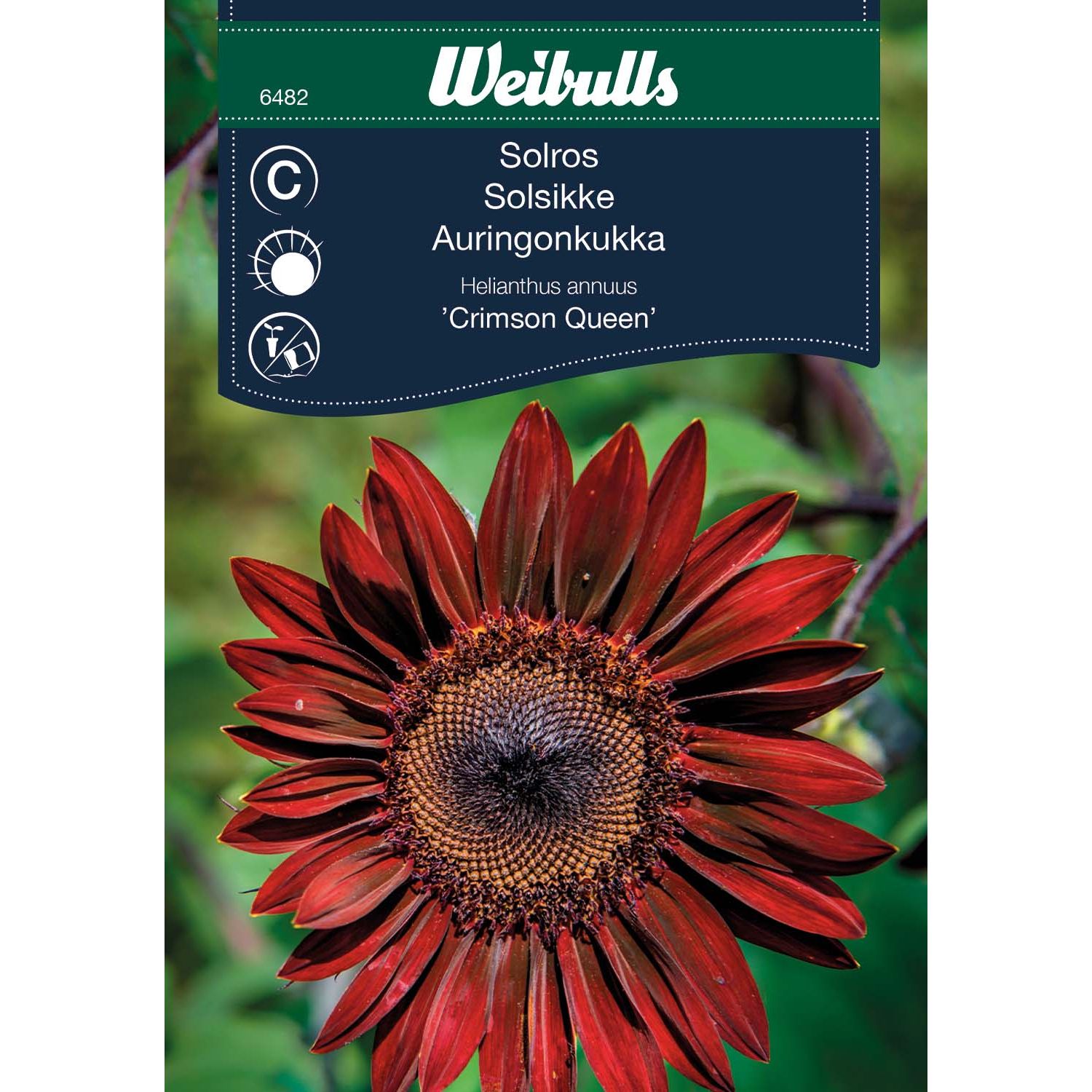 Auringonkukan siemenet Weibulls Crimson Queen | Taloon.com