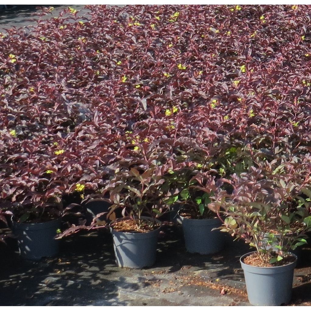 Lamovuohenkuusama Viheraarni Diervilla X Splendens Diva | Taloon.com