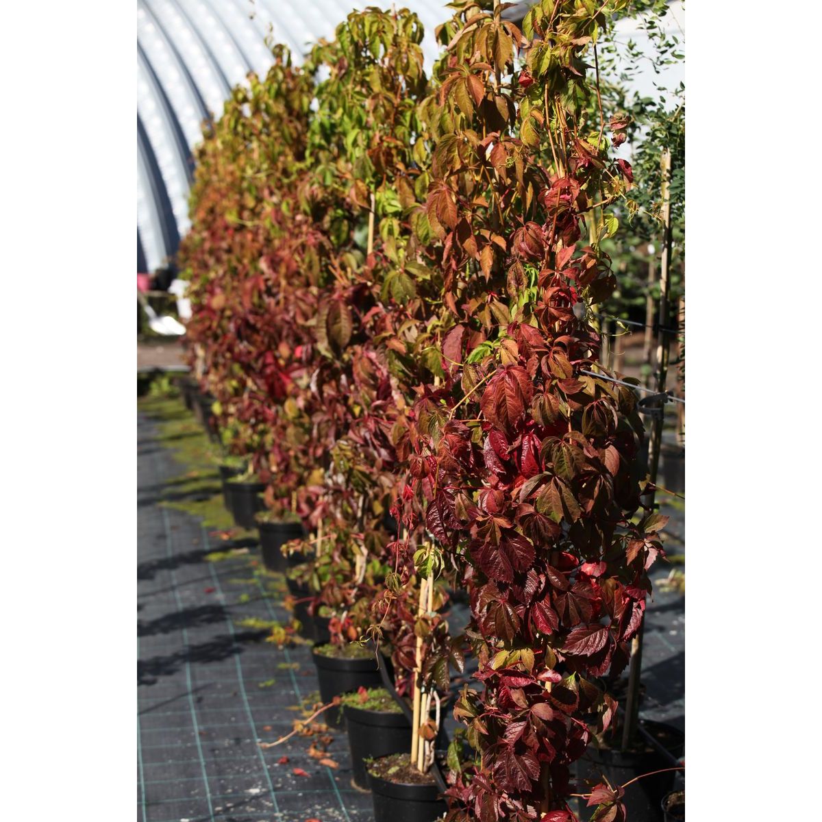 Säleikkövilliviini Viheraarni Parthenocissus Inserta 150-200 | Taloon.com