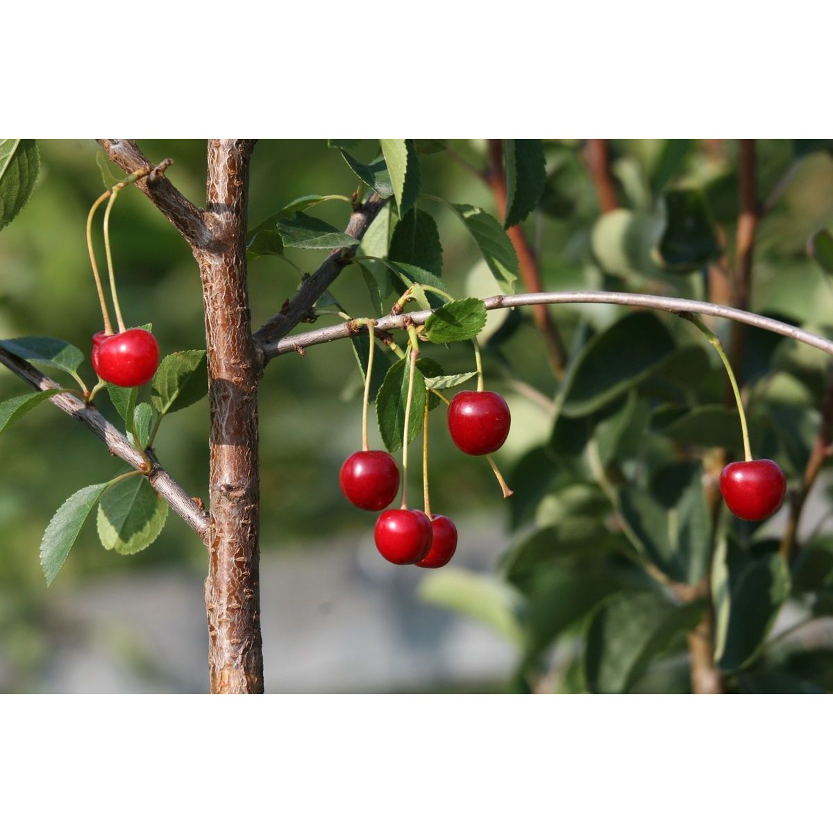 Kirsikka Prunus cerasus Viheraarni Huvimajan Kirsikka | Taloon.com