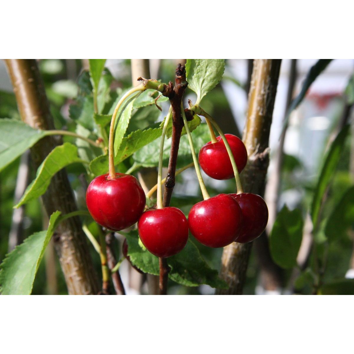 Kirsikka Prunus cerasus Viheraarni Sikkolan Kirsikka | Taloon.com