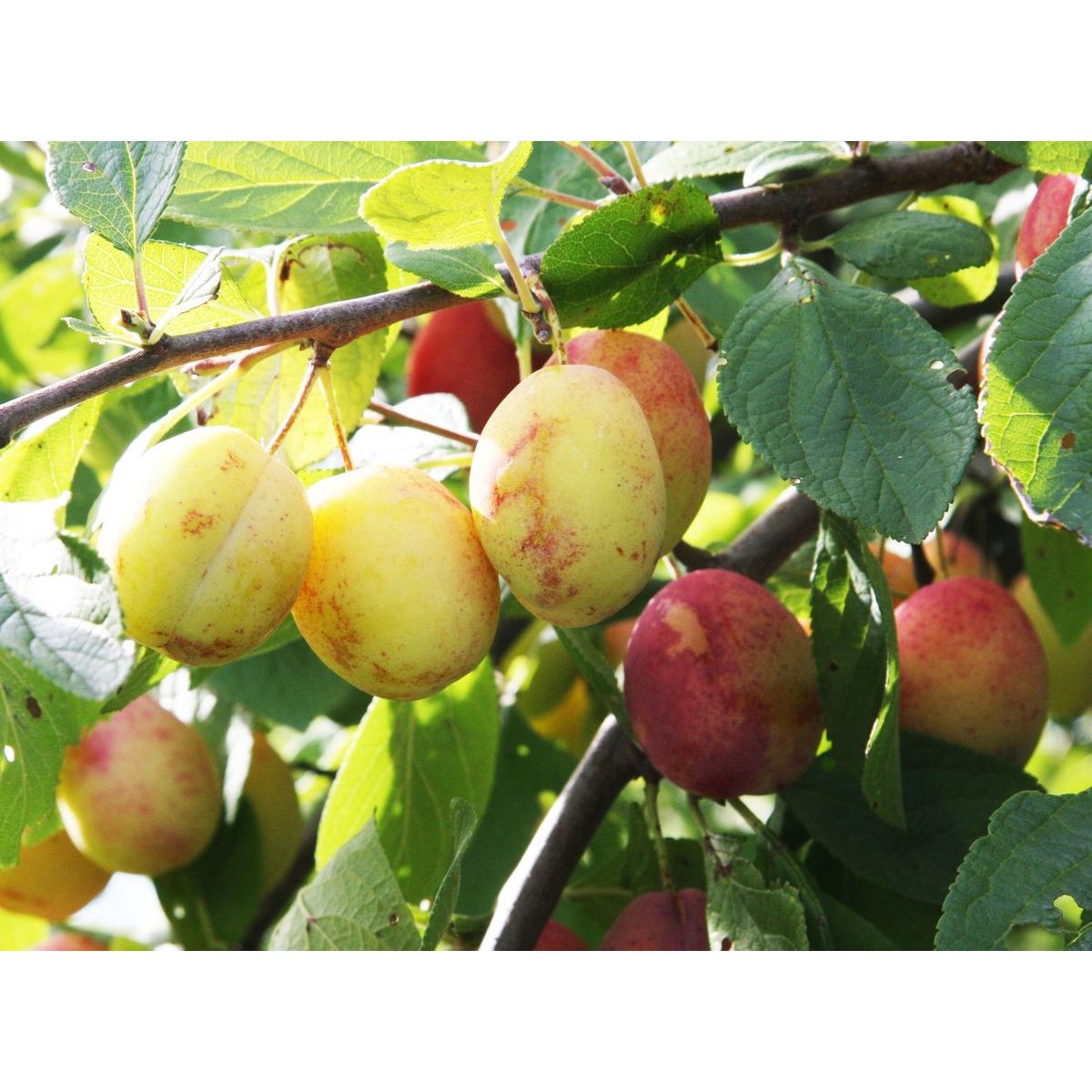 Luumu Prunus domestica Viheraarni Victoria | Taloon.com