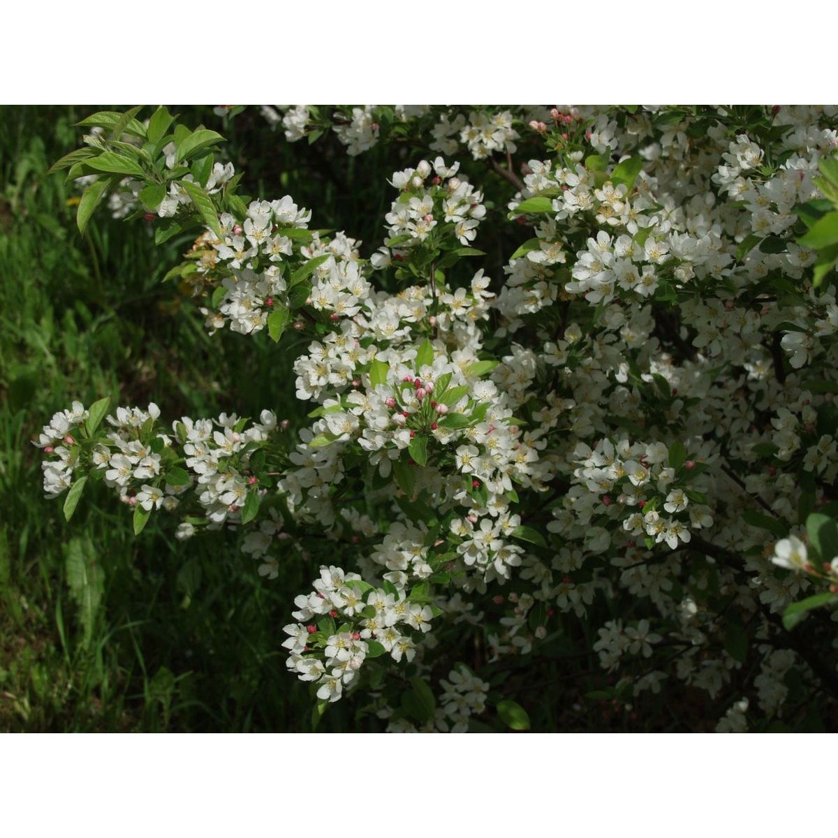 Marjaomenapensas Malus toringo var sargentii Viheraarni | Taloon.com