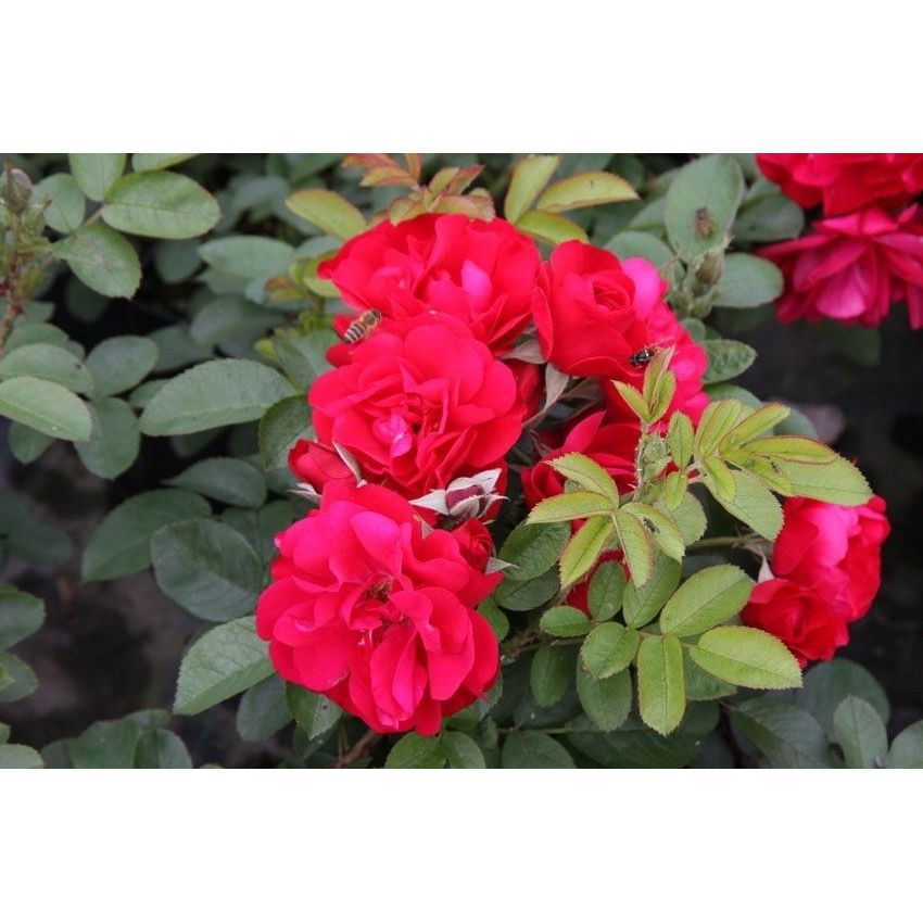 Ruusu Rosa Viheraarni Hansaland | Taloon.com