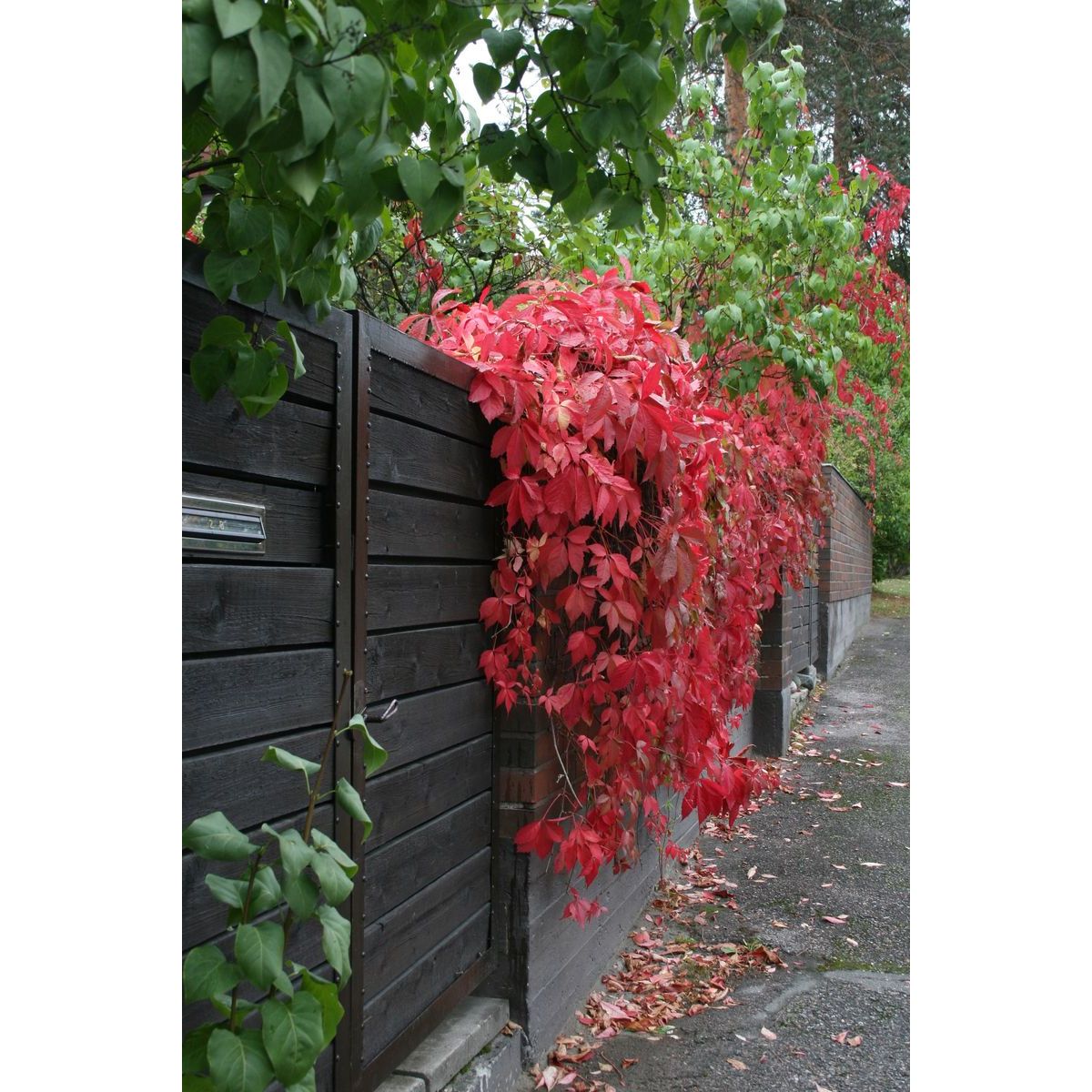 Säleikkövilliviini Parthenocissus inserta Viheraarni | Taloon.com