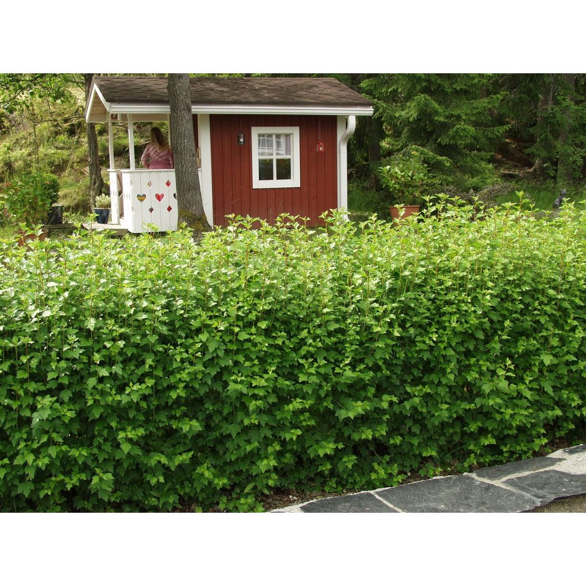 Taikinamarja Ribes alpinum Viheraarni | Taloon.com