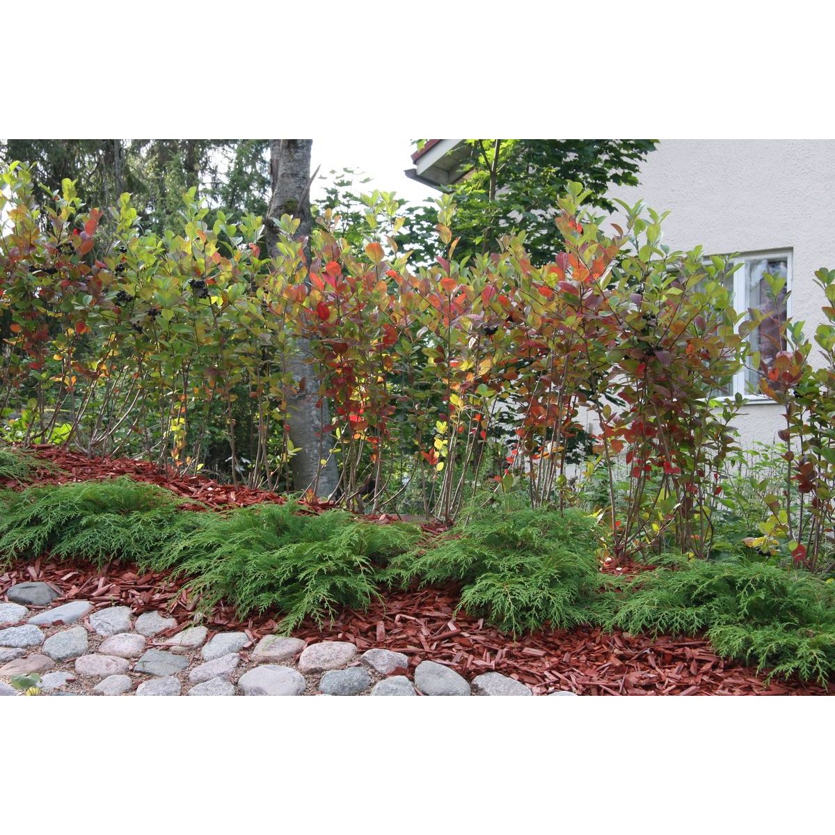 Tuivio Microbiota decussata Viheraarni 30-40 | Taloon.com