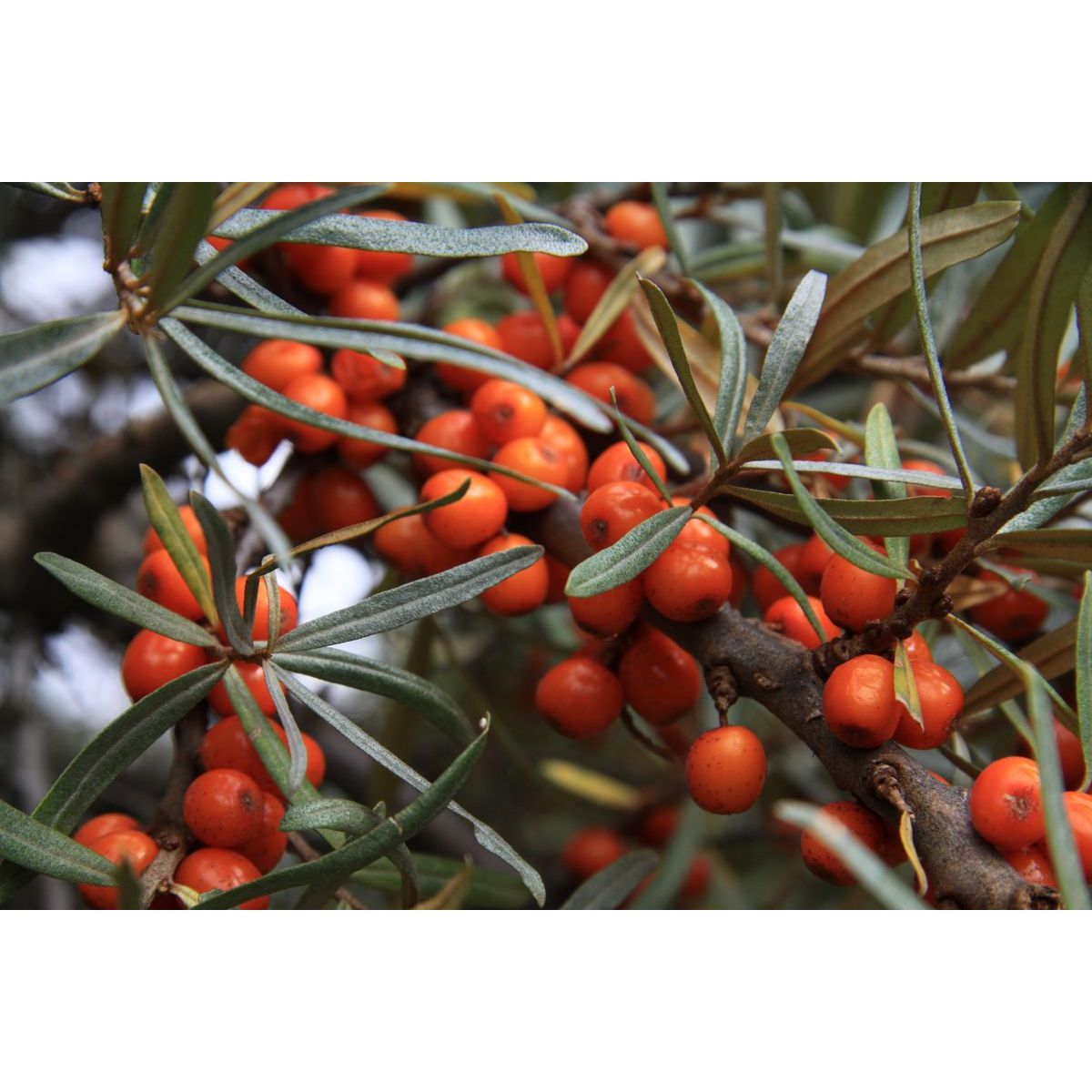 Tyrni emikasvi Hippophae rhamnoides Viheraarni Persikkatyrni | Taloon.com